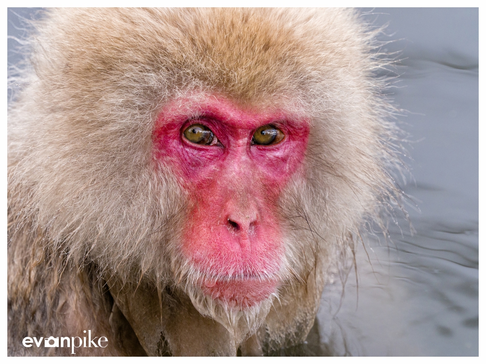 2017 Winter Wildlife Tour of Japan | Snow Monkey Portraits | Japan ...